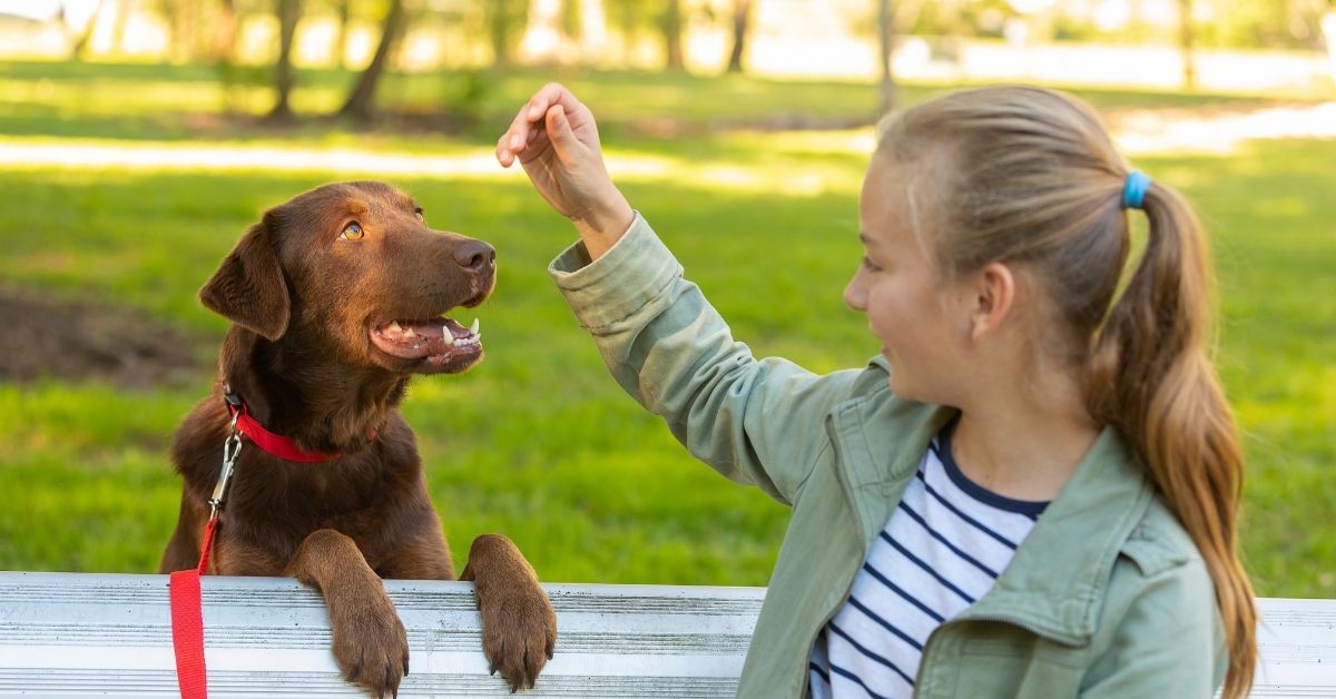 3 easy to teach canine tricks - Dog Care